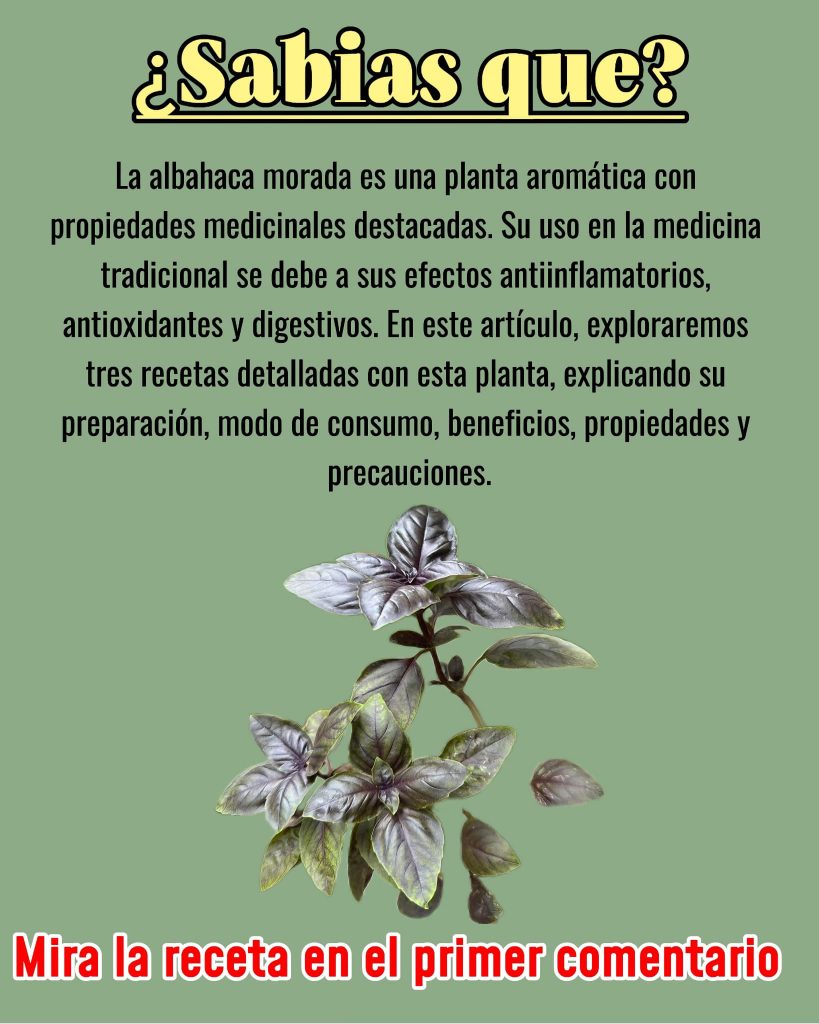 "Albahaca Morada: Beneficios, Propiedades y 3 Recetas Medicinales ...